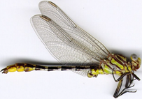 Dragonfly - Trace Images