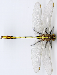 Dragonfly - Trace Images