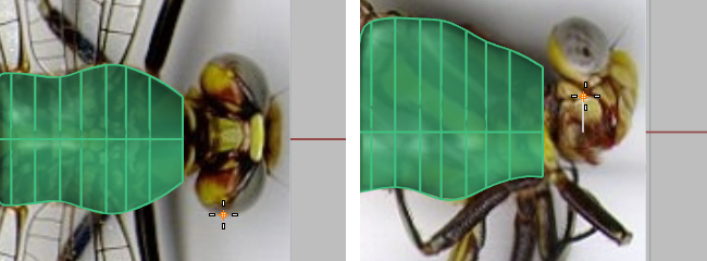 Dragonfly - Trace Images